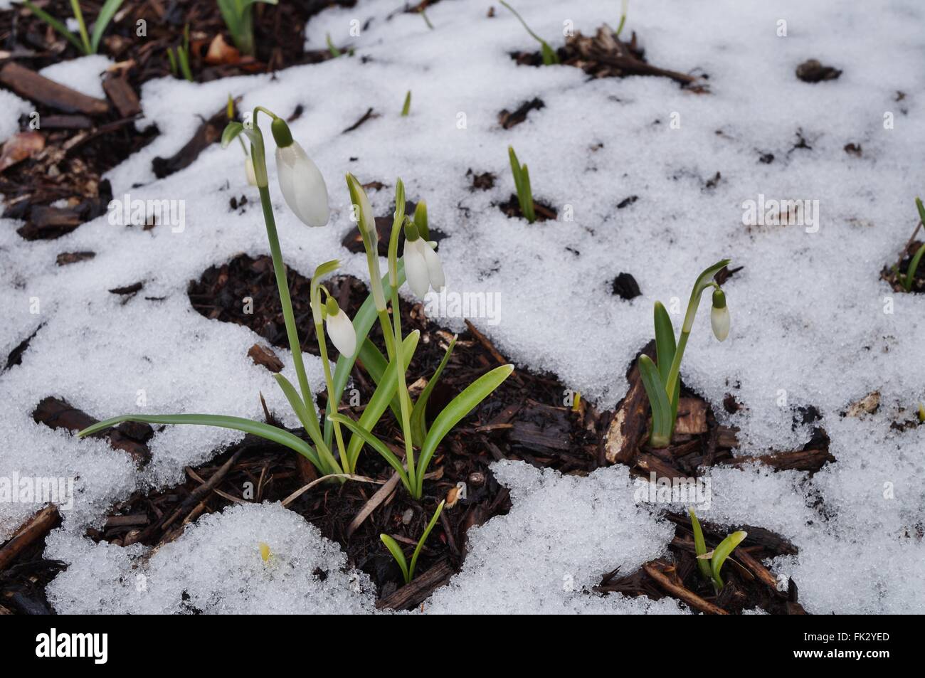 Tiny snowdrop galanthus flowers in bloom pierce through the ice in ...