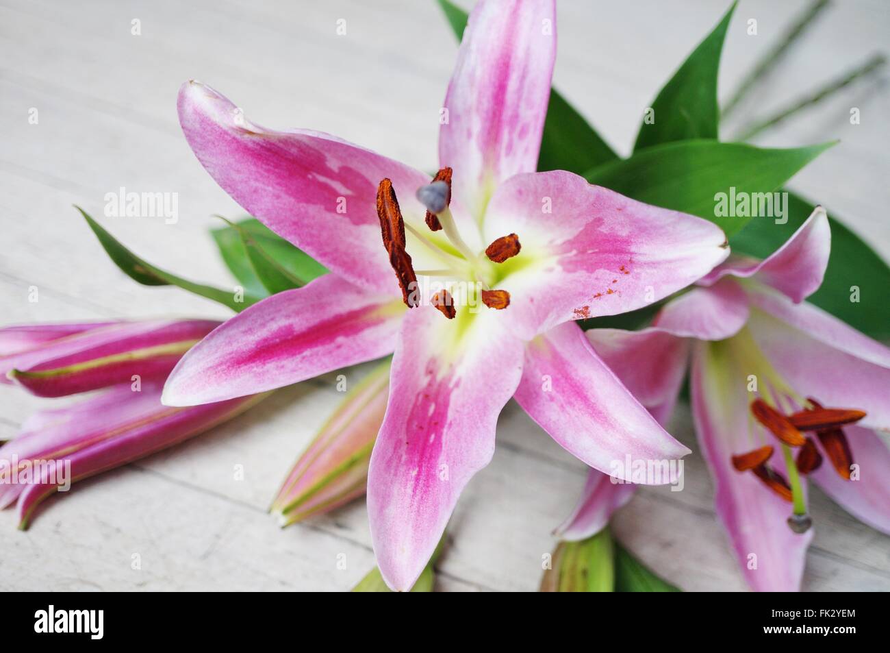 Pink Asiatic lily flower bloom with anthers Stock Photo - Alamy