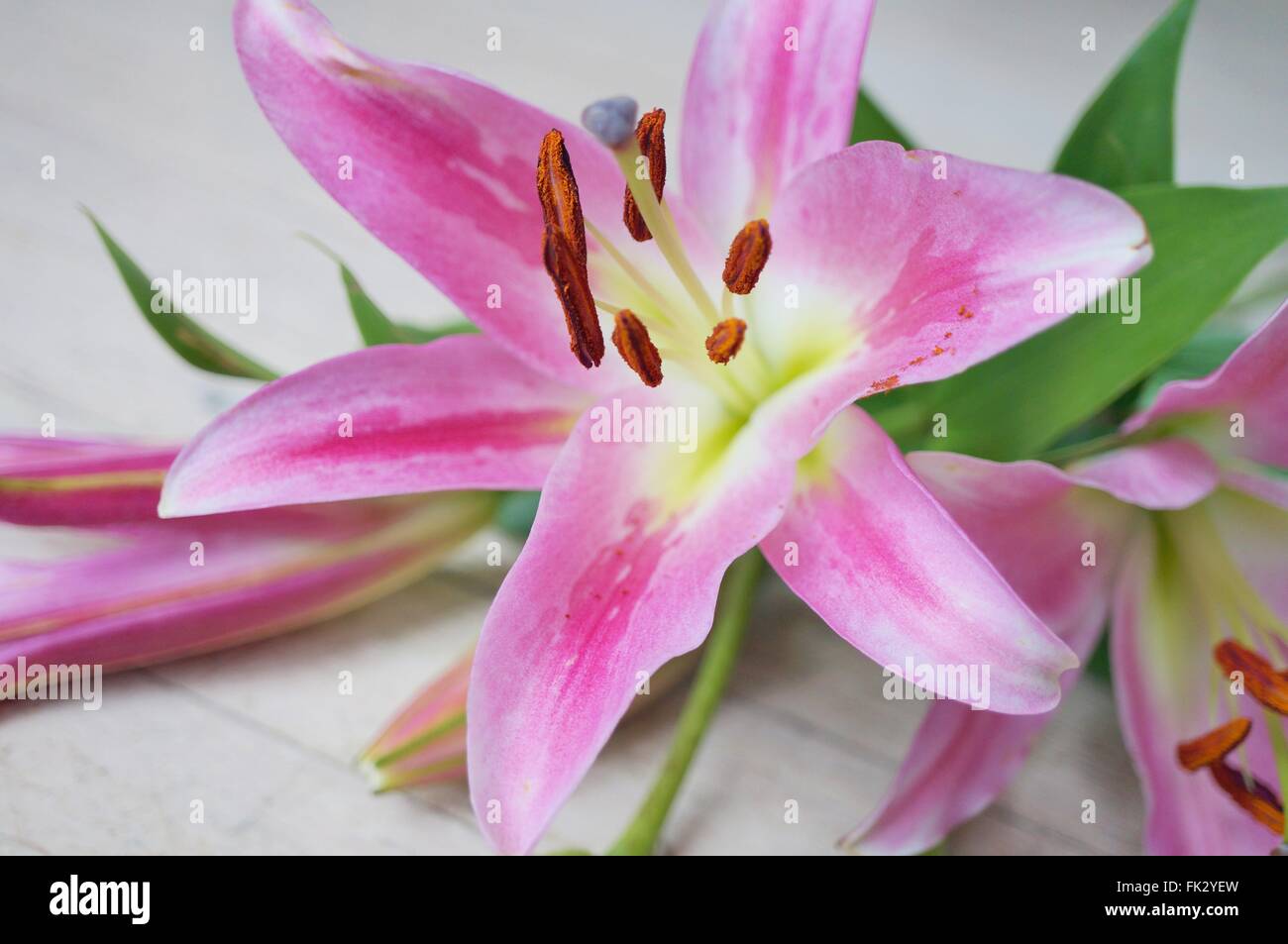 Lily pollen stain hi-res stock photography and images - Alamy