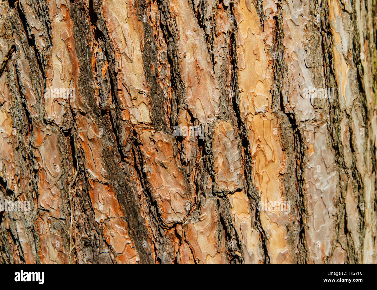 Background texture of tree bark. Skin the bark of a tree that traces ...