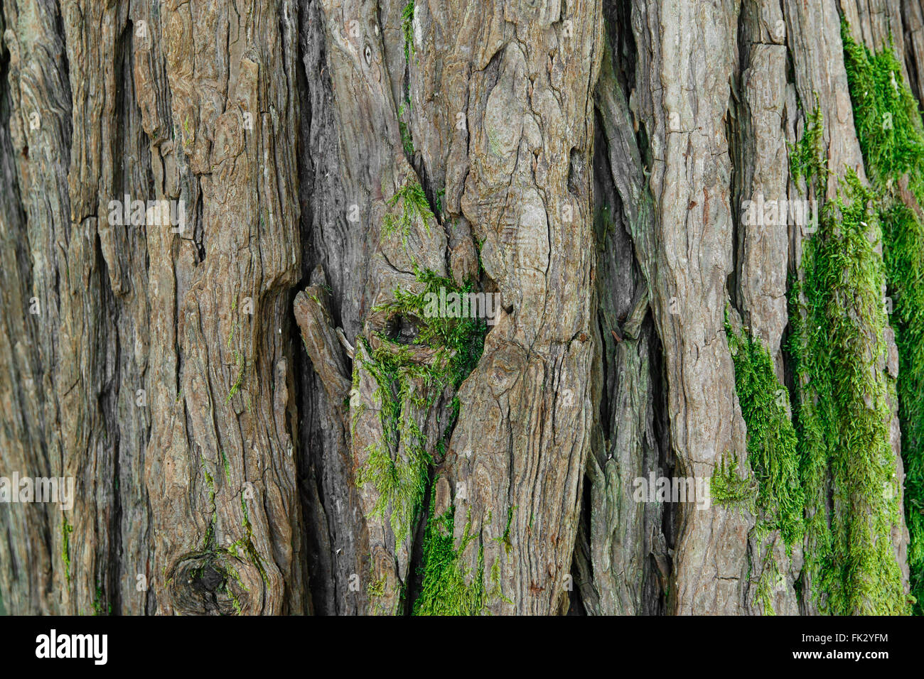 Background texture of tree bark. Skin the bark of a tree that traces ...