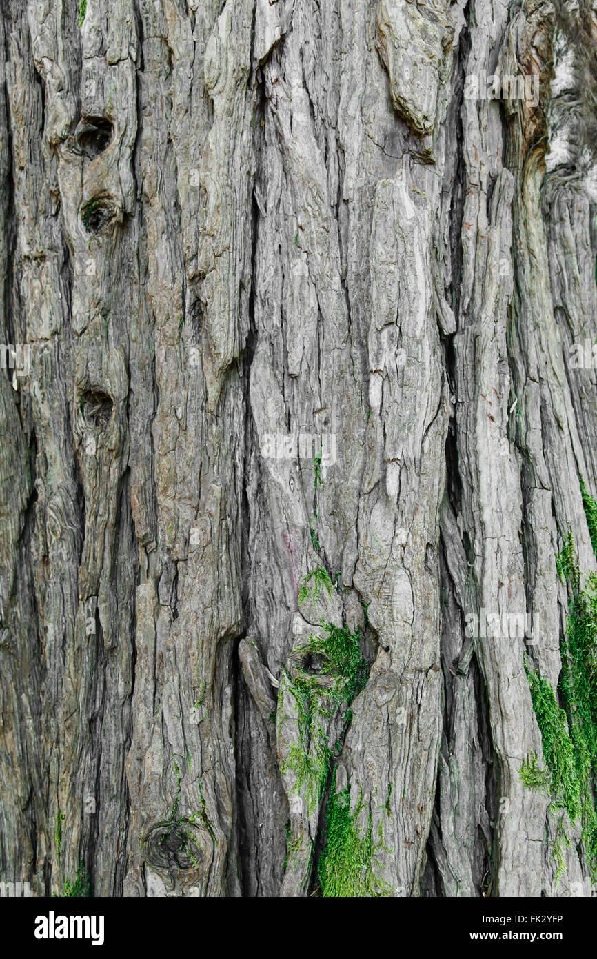 Background texture of tree bark. Skin the bark of a tree that traces ...