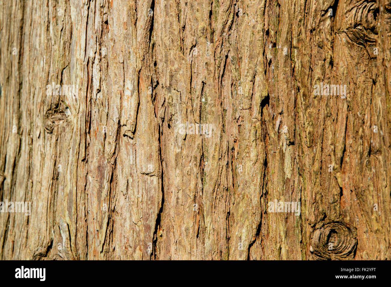 Background texture of tree bark. Skin the bark of a tree that traces ...