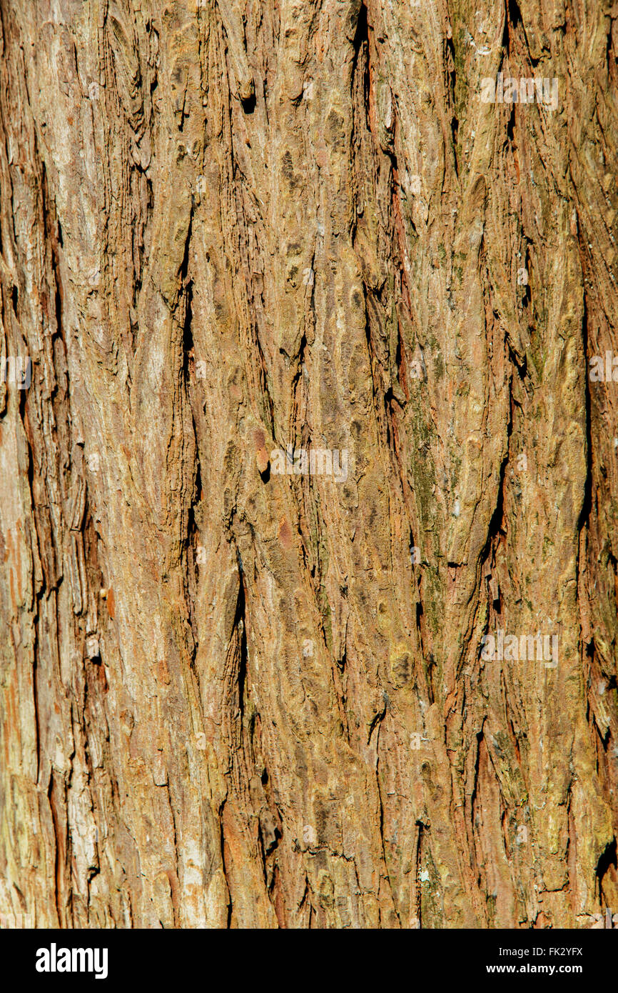 Background texture of tree bark. Skin the bark of a tree that traces ...
