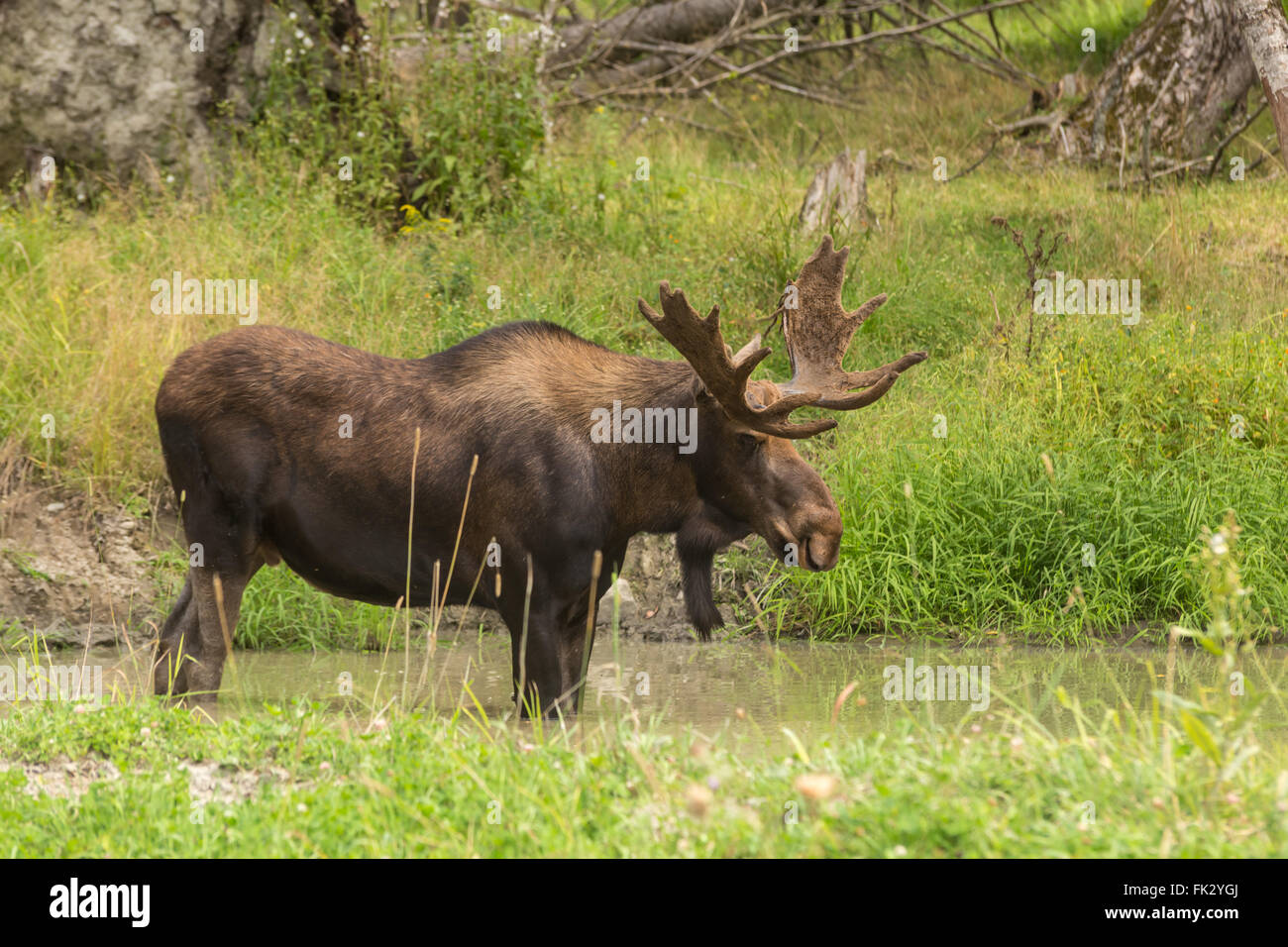 Large bull moose hi-res stock photography and images - Alamy