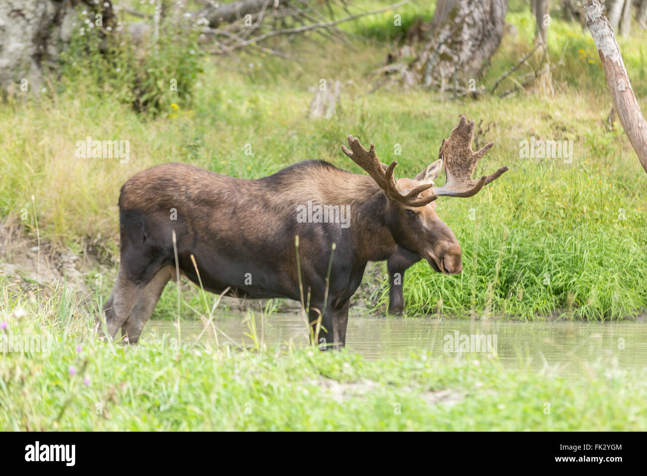 Large bull moose hi-res stock photography and images - Alamy