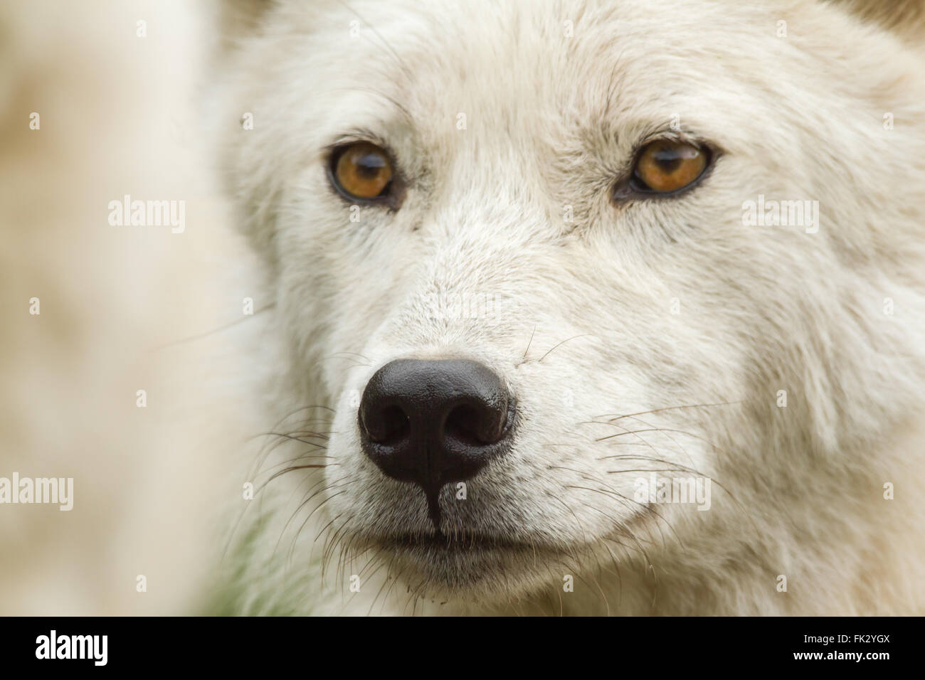 A lone Arctic Wolf Stock Photo - Alamy