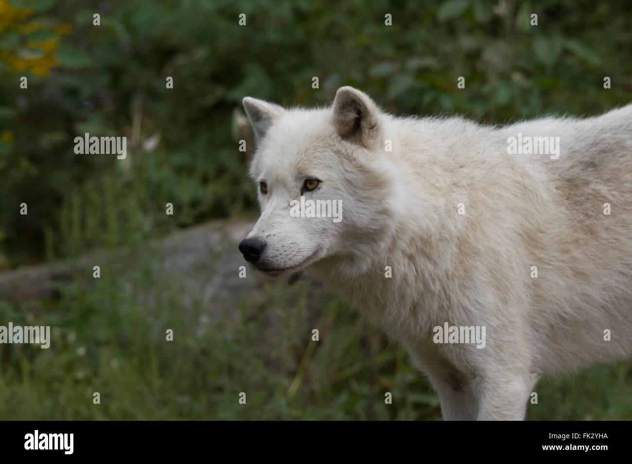 A lone Arctic Wolf Stock Photo - Alamy