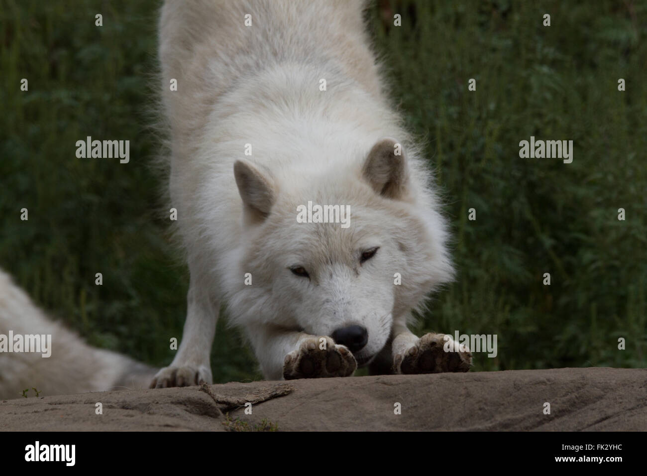 A lone Arctic Wolf Stock Photo - Alamy
