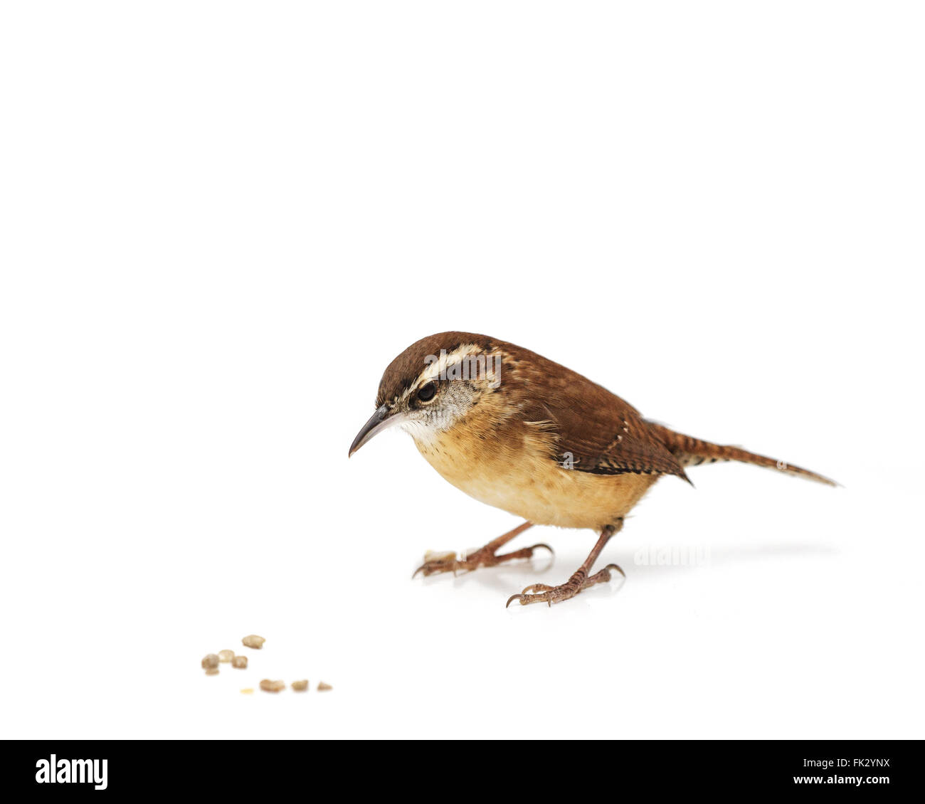 Wren feeding Cut Out Stock Images & Pictures - Alamy