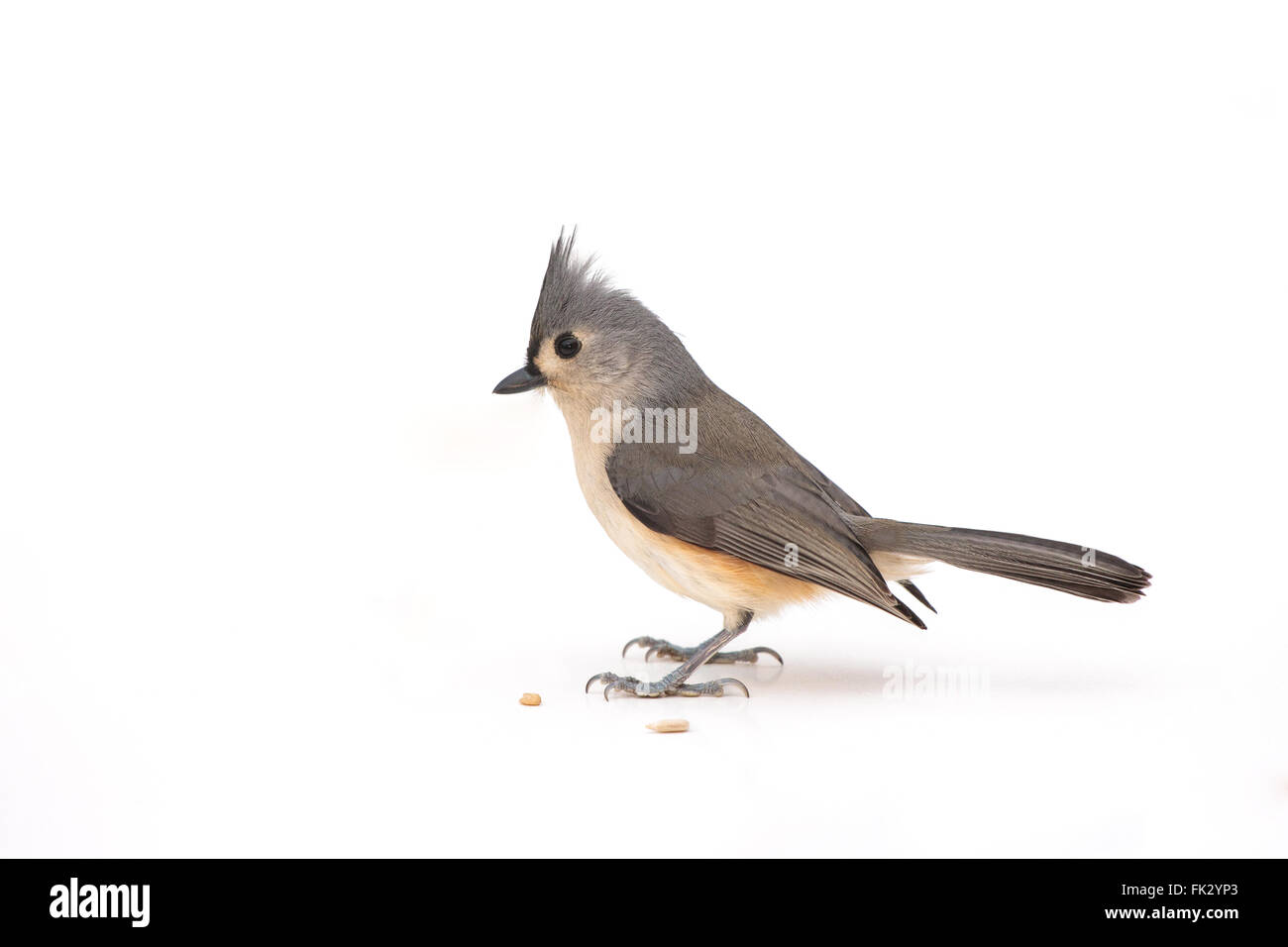 Tufted titmouse bird on a white background Stock Photo - Alamy