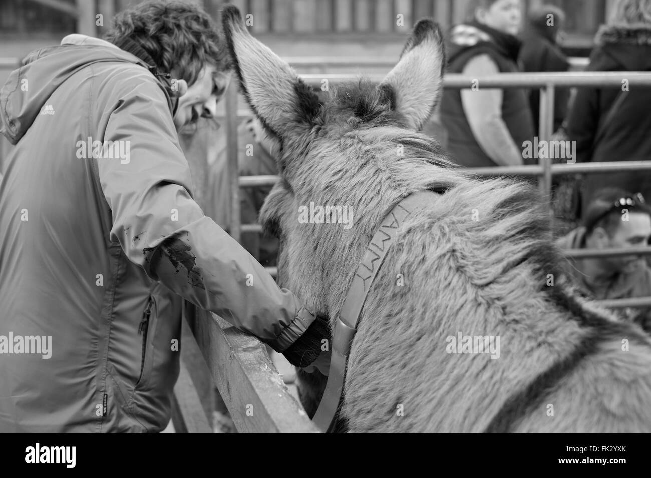 Donkeys at the Flicka Foundation Sanctuary, Mabe Burnthouse, nr ...