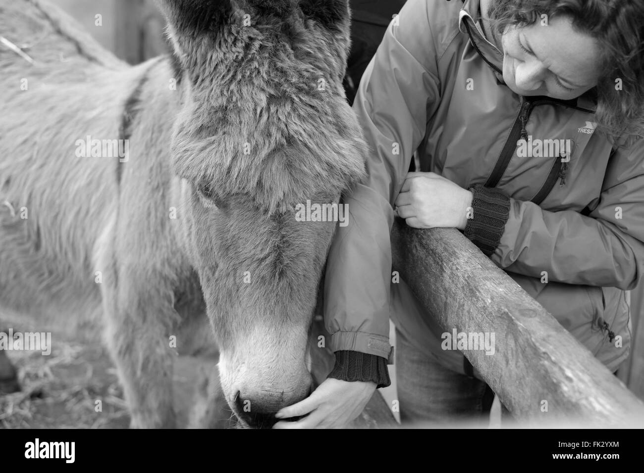 Donkeys at the Flicka Foundation Sanctuary, Mabe Burnthouse, nr ...