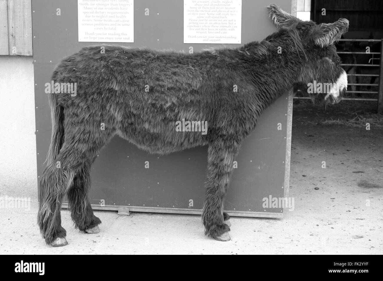 Donkeys at the Flicka Foundation Sanctuary, Mabe Burnthouse, nr ...
