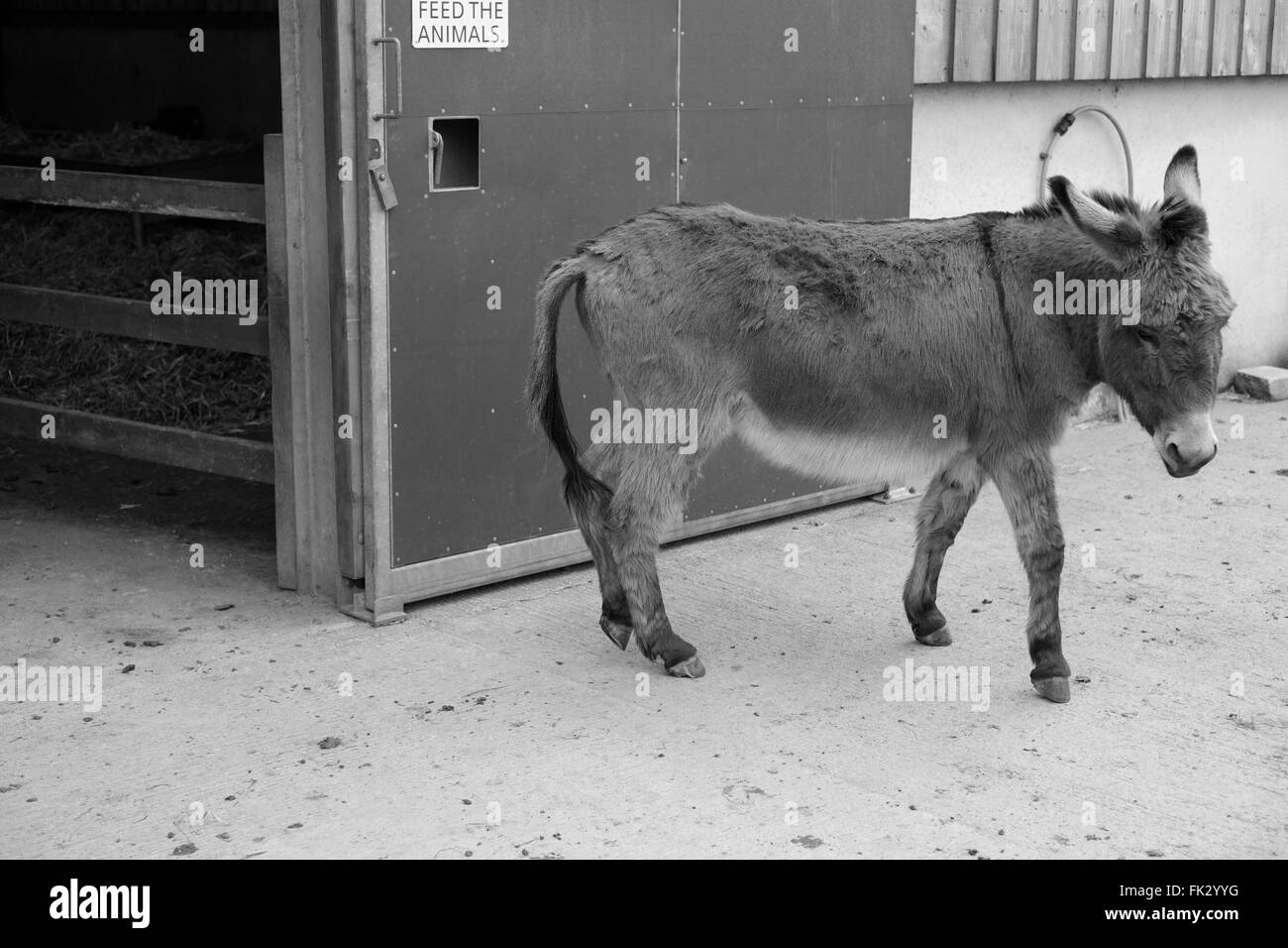 Donkeys at the Flicka Foundation Sanctuary, Mabe Burnthouse, nr ...