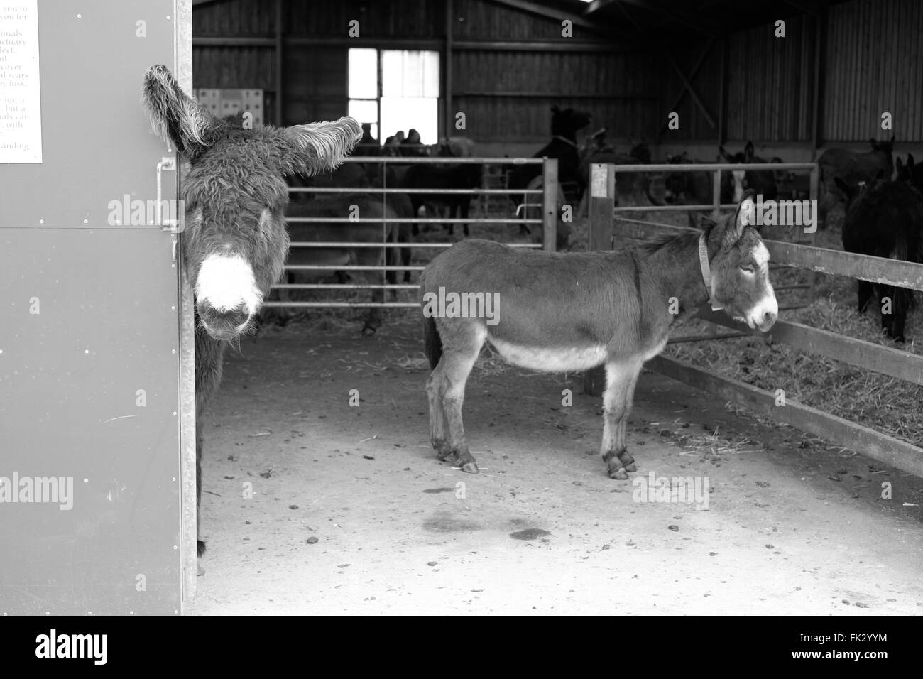 Donkeys at the Flicka Foundation Sanctuary, Mabe Burnthouse, nr ...