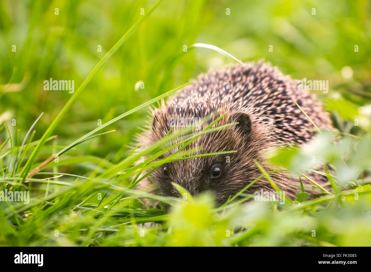 Hedgehog (Erinaceus europaeus) foraging in a meadow, lifts his nose and ...