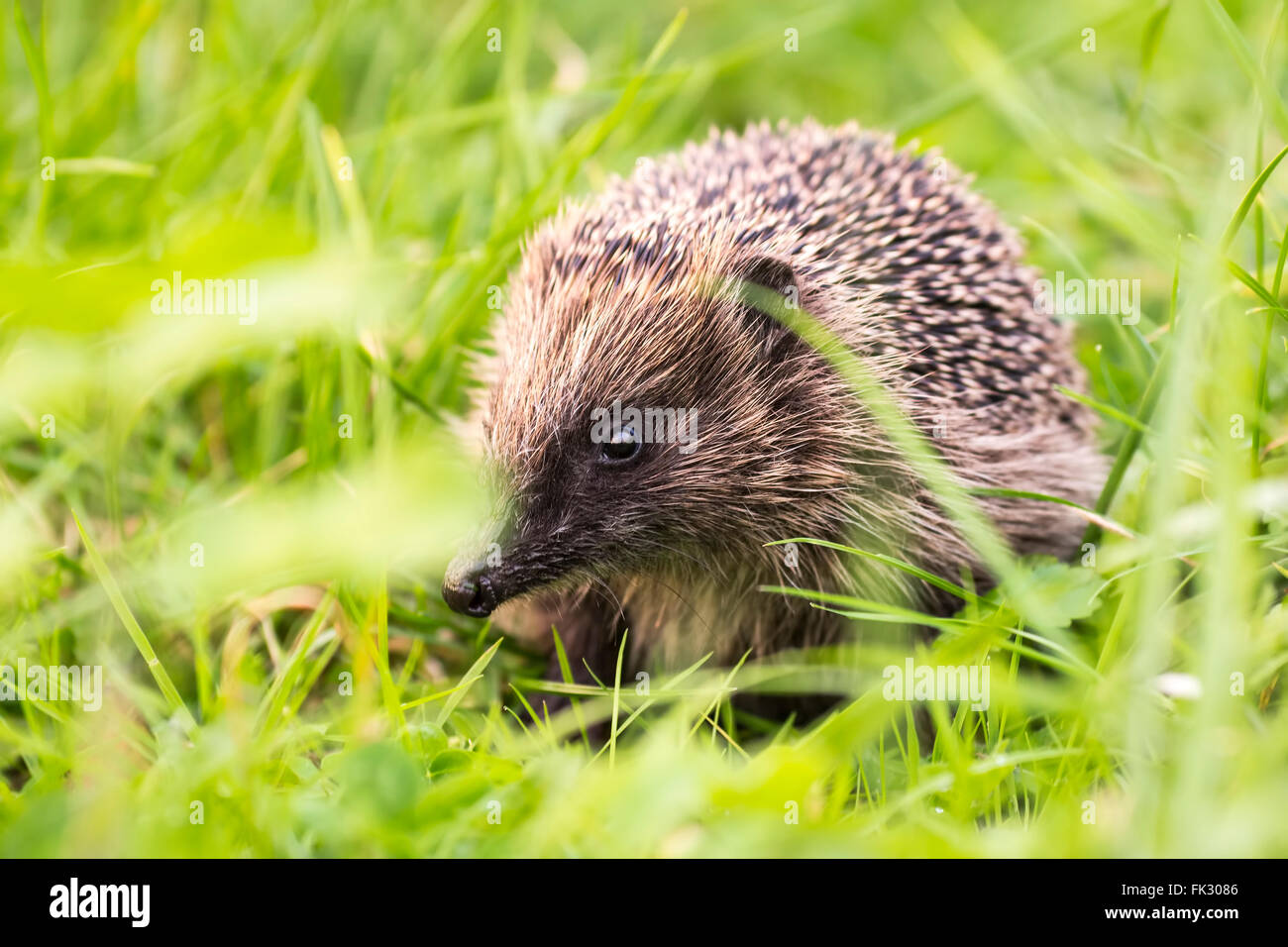 Hedgehog Nose High Resolution Stock Photography and Images - Alamy