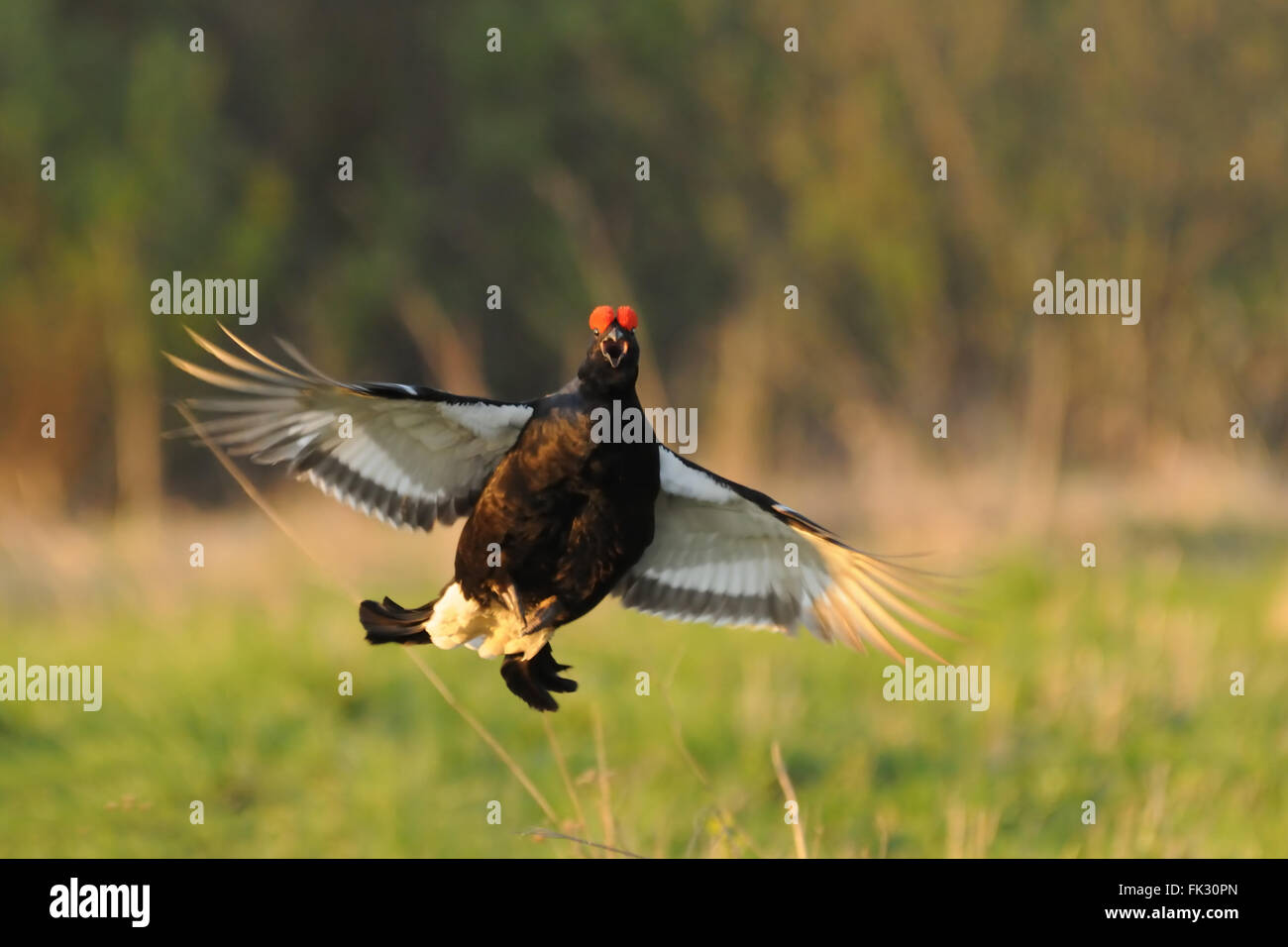 Flying grouse hi-res stock photography and images - Alamy