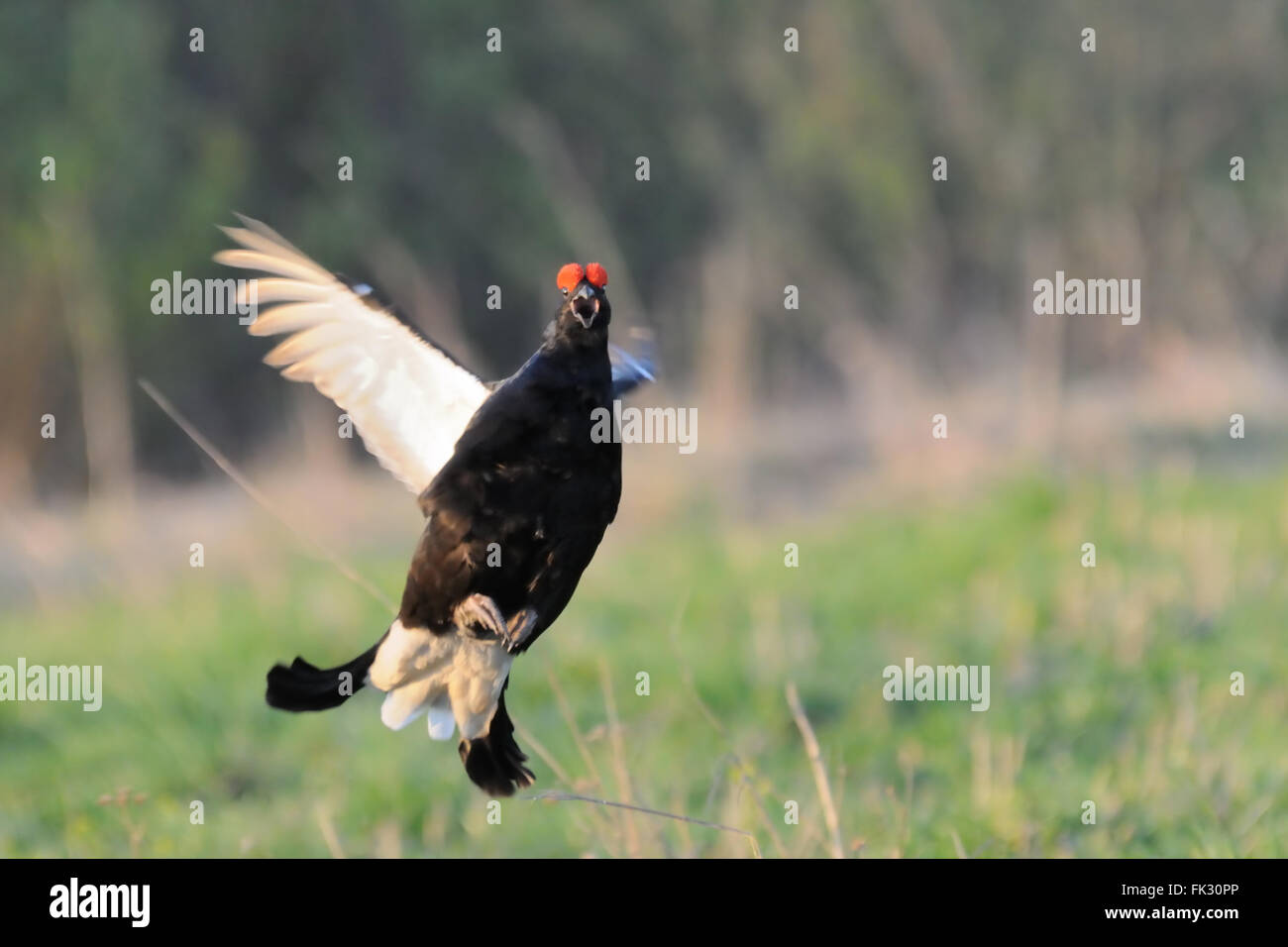 Courtship display of jumping male Black grouse (Tetrao tetrix). Moscow ...