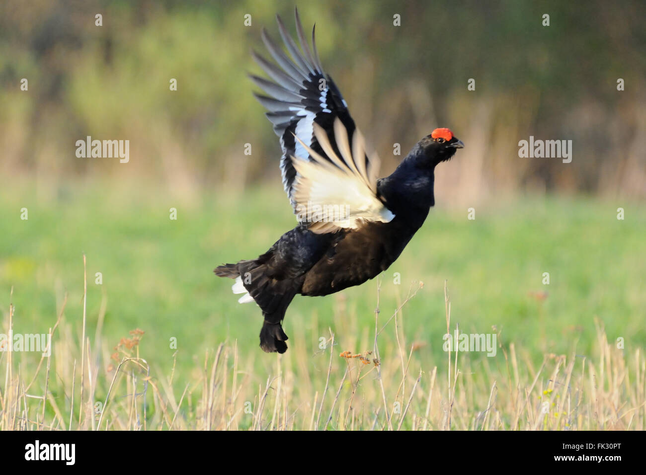 Grouse flying spring hi-res stock photography and images - Alamy