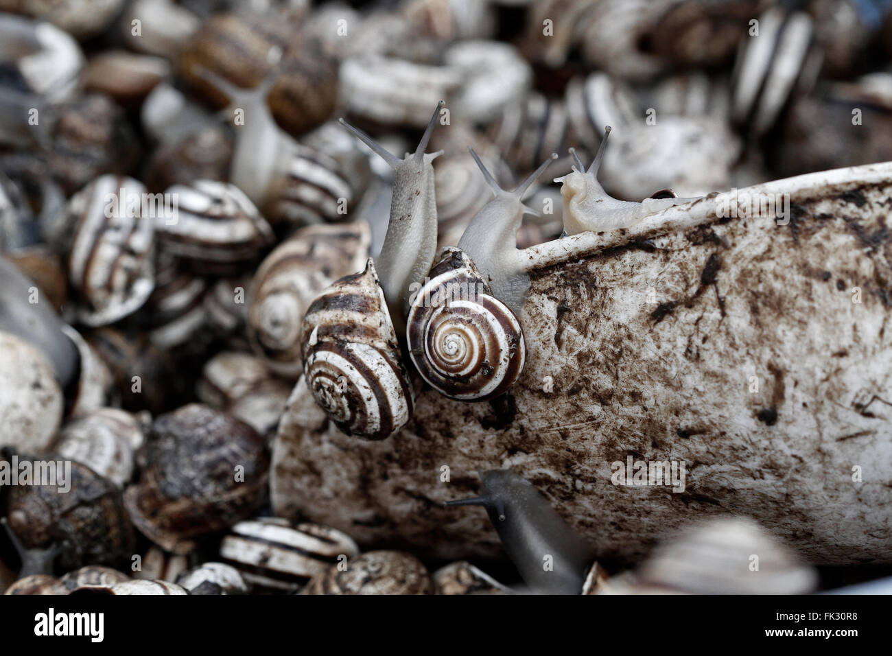 In Spain snails are a typical meal. Here some snails prepared to sell ...