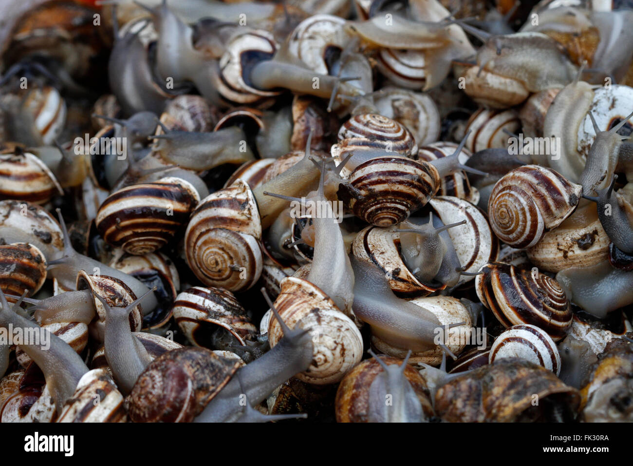 Snails sea food hi-res stock photography and images - Alamy