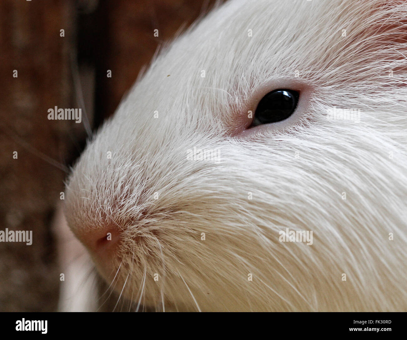 Rabbit face hi-res stock photography and images - Alamy