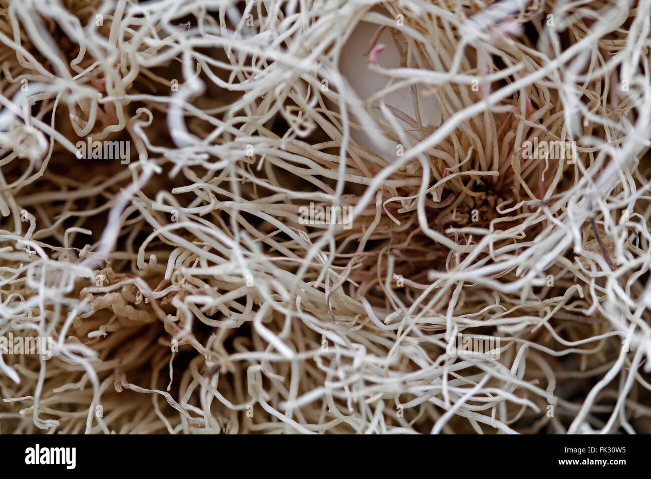 Plant roots texture Stock Photo - Alamy