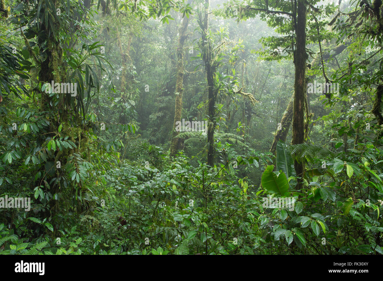 Amazonian jungle landscape Stock Photo - Alamy