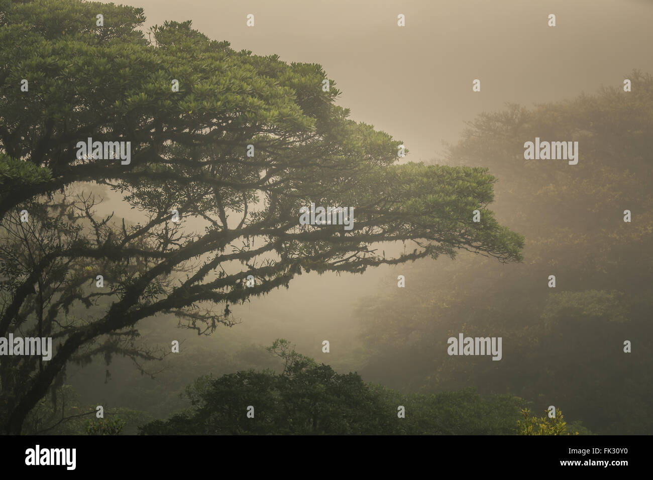 Jungle view hi-res stock photography and images - Alamy