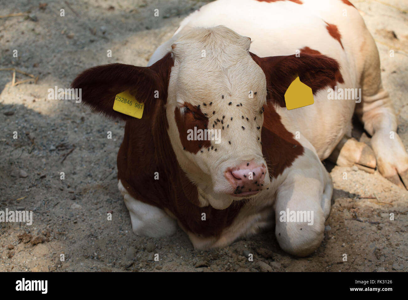 Resting cow annoys insects Stock Photo - Alamy
