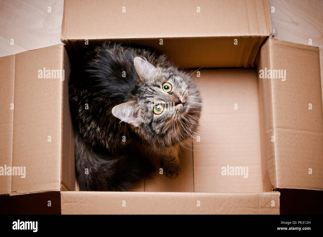 cat into a box, top view Stock Photo - Alamy