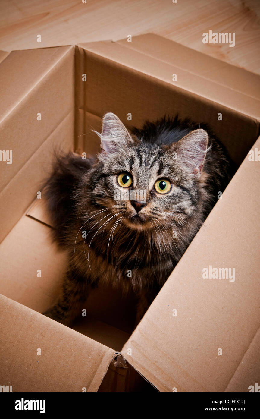 cat in a box Stock Photo - Alamy