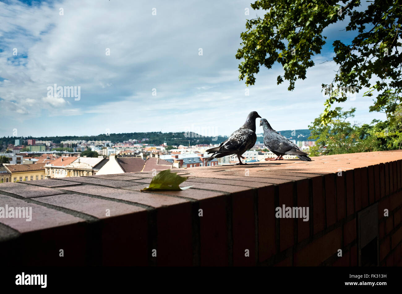 two Feral pigeons on a parapet with a city view Stock Photo - Alamy