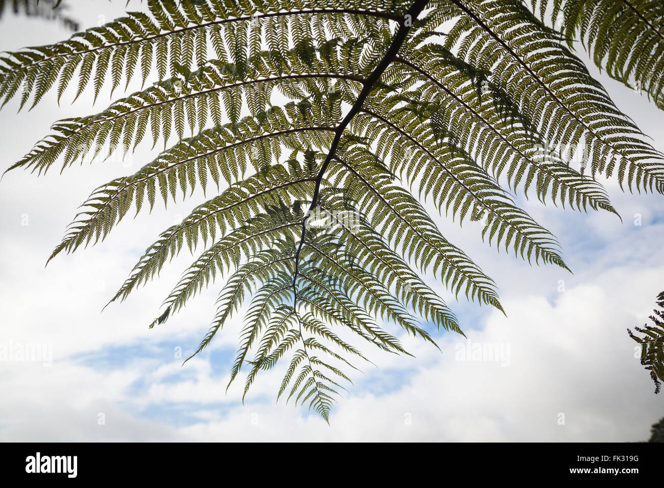 Fern silver hi-res stock photography and images - Alamy