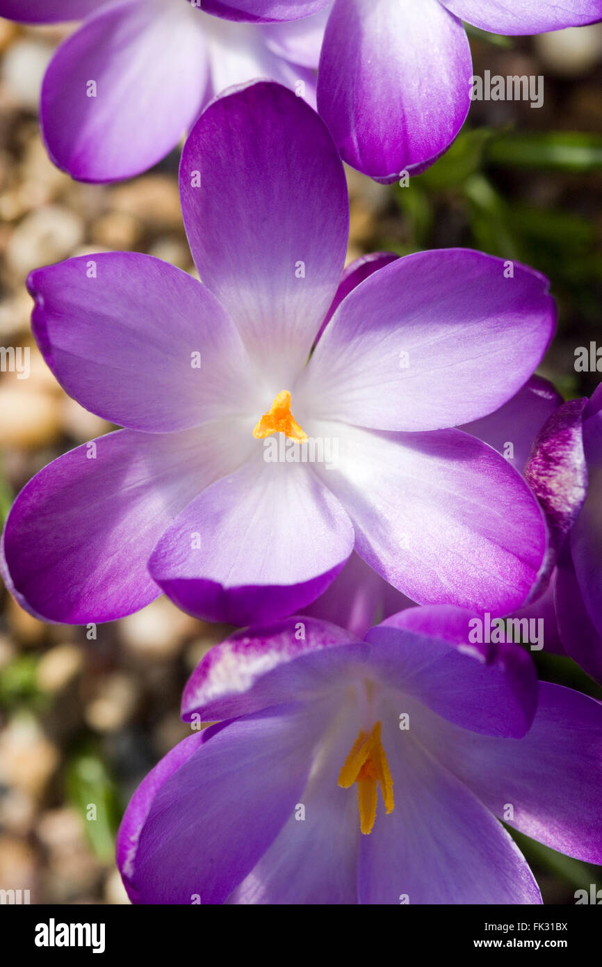 Crocus tommasinianus Ruby Giant Stock Photo - Alamy