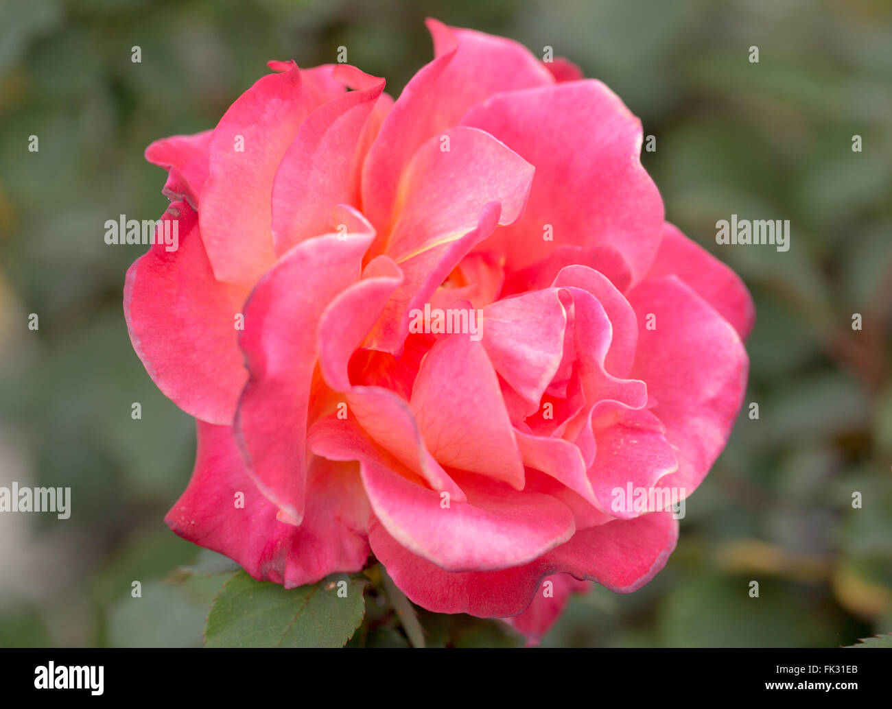 Rosa damascena hi-res stock photography and images - Alamy