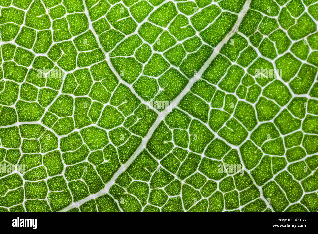 Botanical structure macro hi-res stock photography and images - Alamy