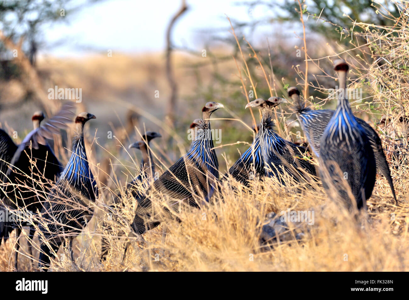 Buffalo springs hi-res stock photography and images - Alamy