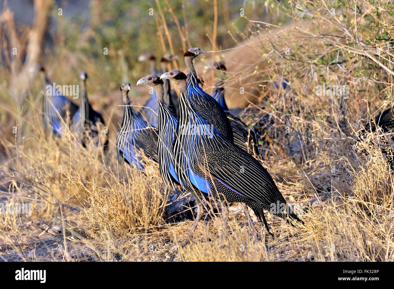 Buffalo springs hi-res stock photography and images - Alamy