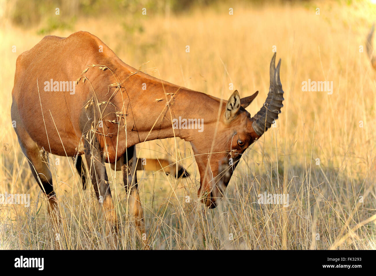 Topi Antelope, Damaliscus lunatus Stock Photo - Alamy