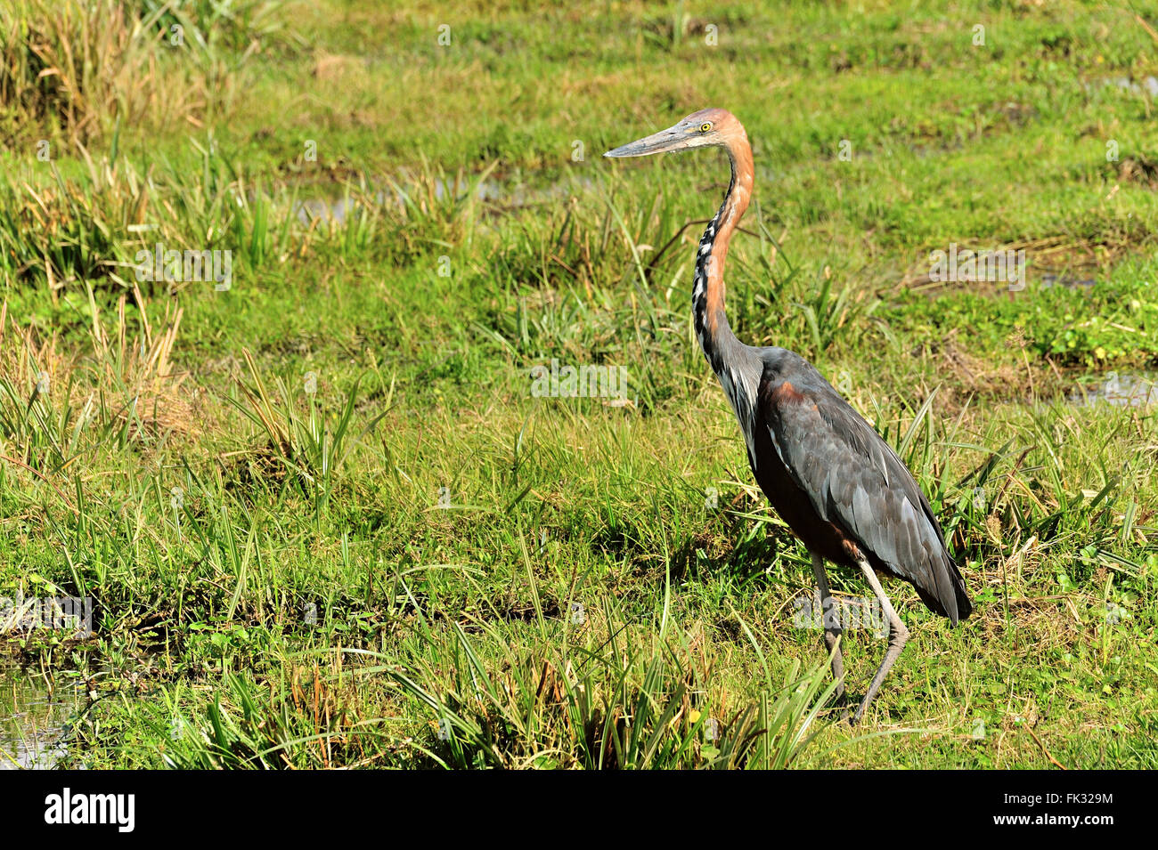 African herons hi-res stock photography and images - Alamy