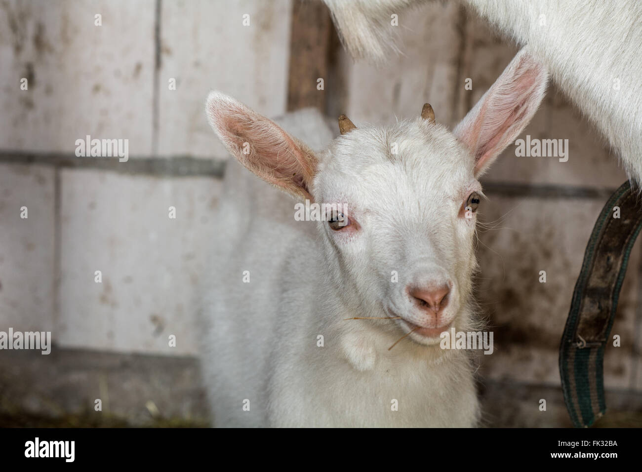 white baby goat standing in a barn Stock Photo - Alamy