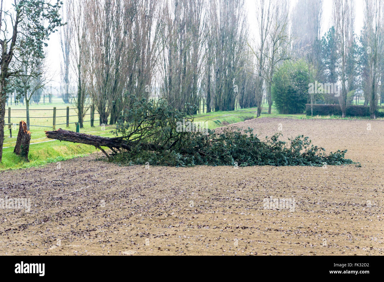 Detail of felled tree Stock Photo - Alamy