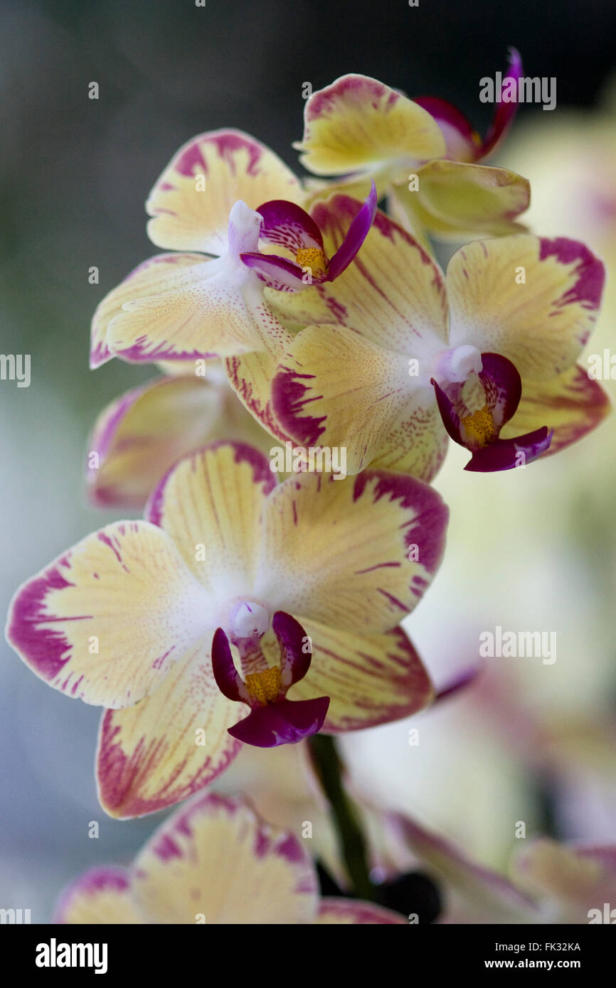 Yellow moth orchids hi-res stock photography and images - Alamy