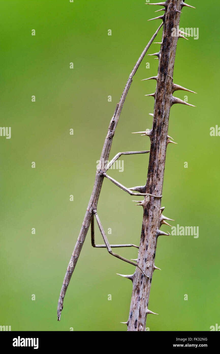 French di hi-res stock photography and images - Alamy