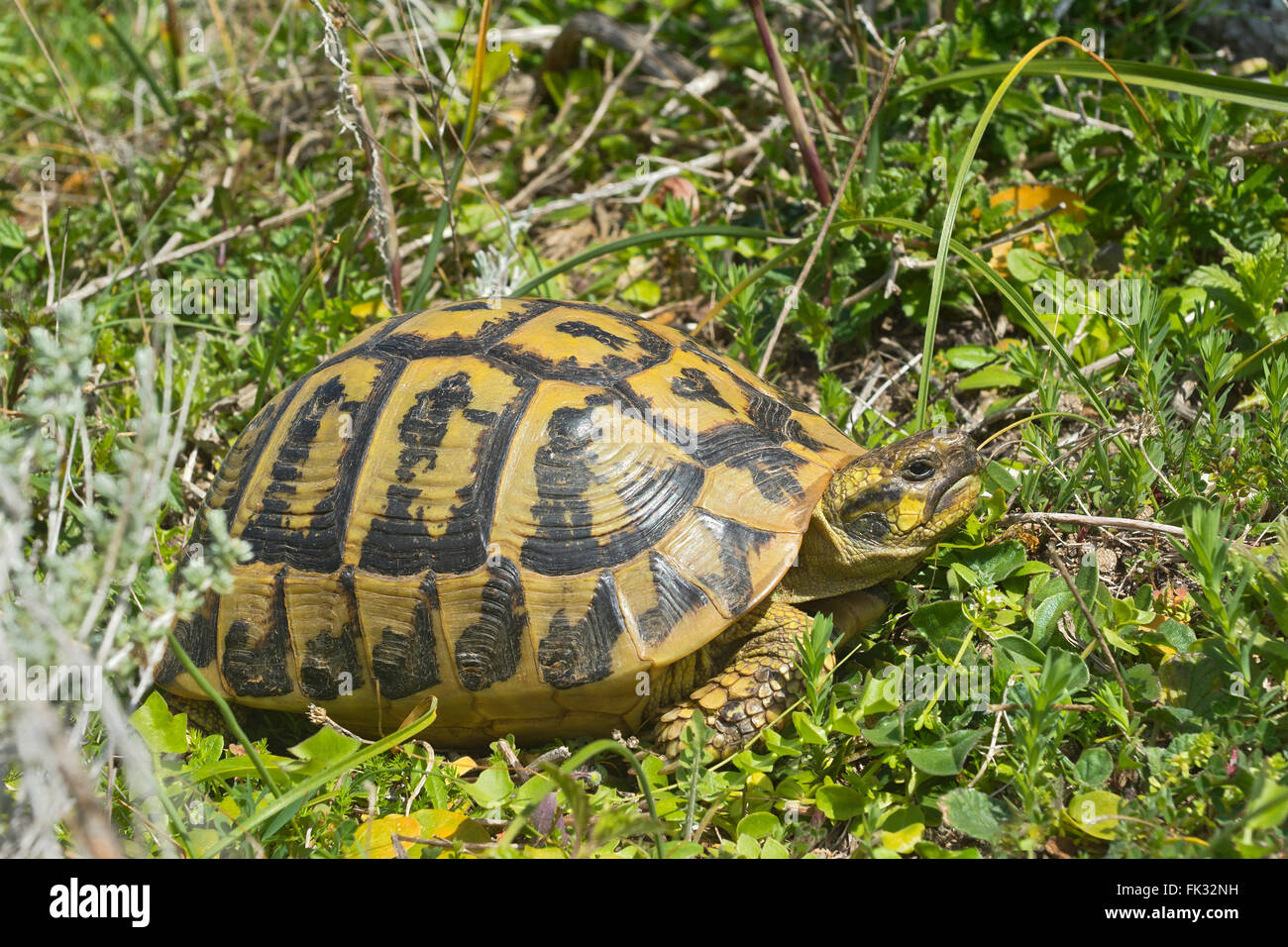 Hermann's tortoise side view hi-res stock photography and images - Alamy