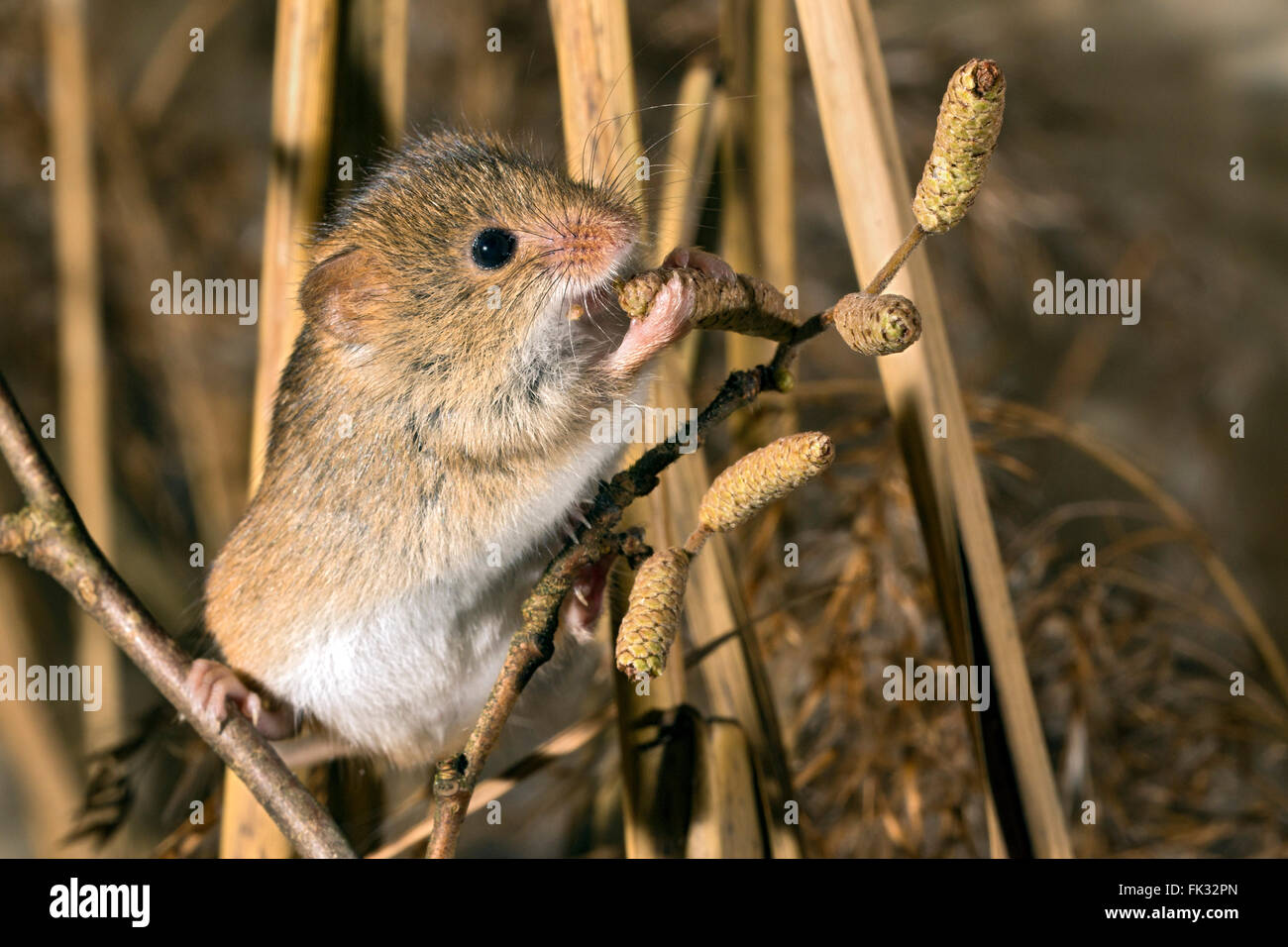 Harvest mouse hi-res stock photography and images - Alamy