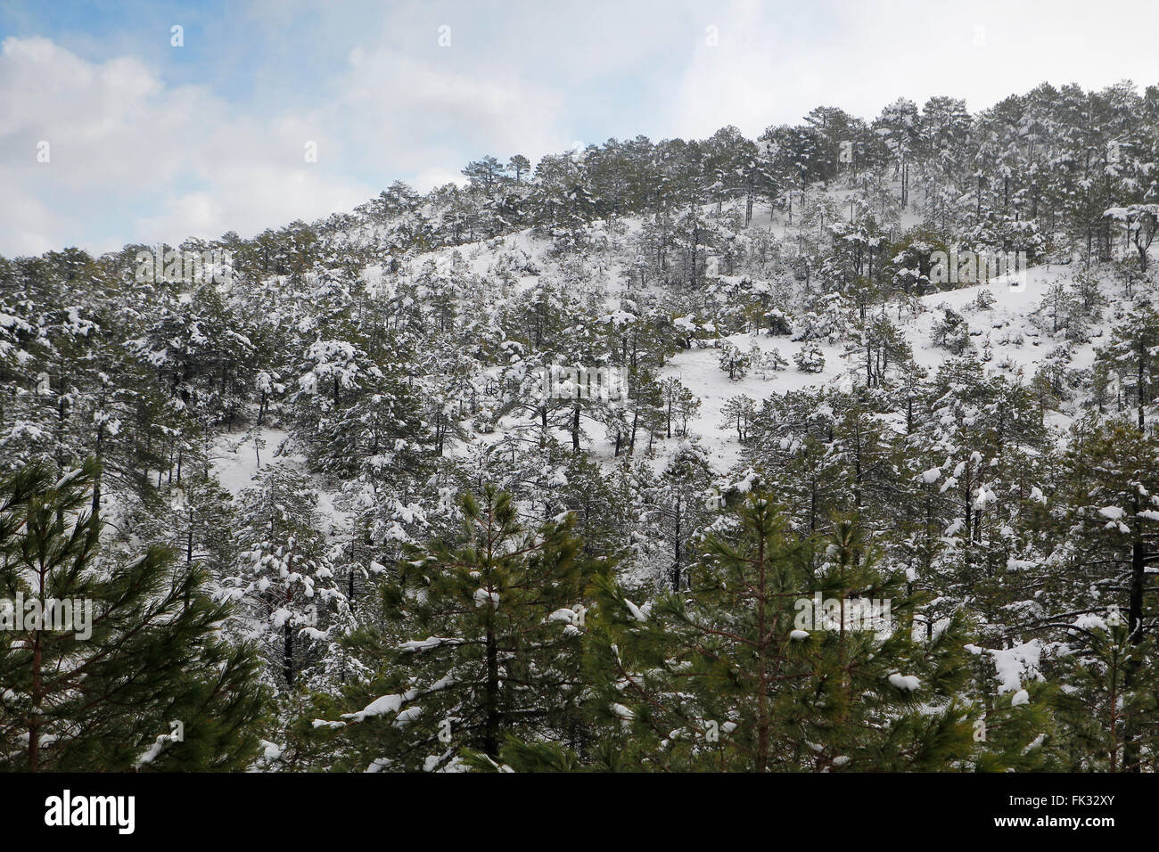 Snowy forest at winter, with pine trees Stock Photo - Alamy